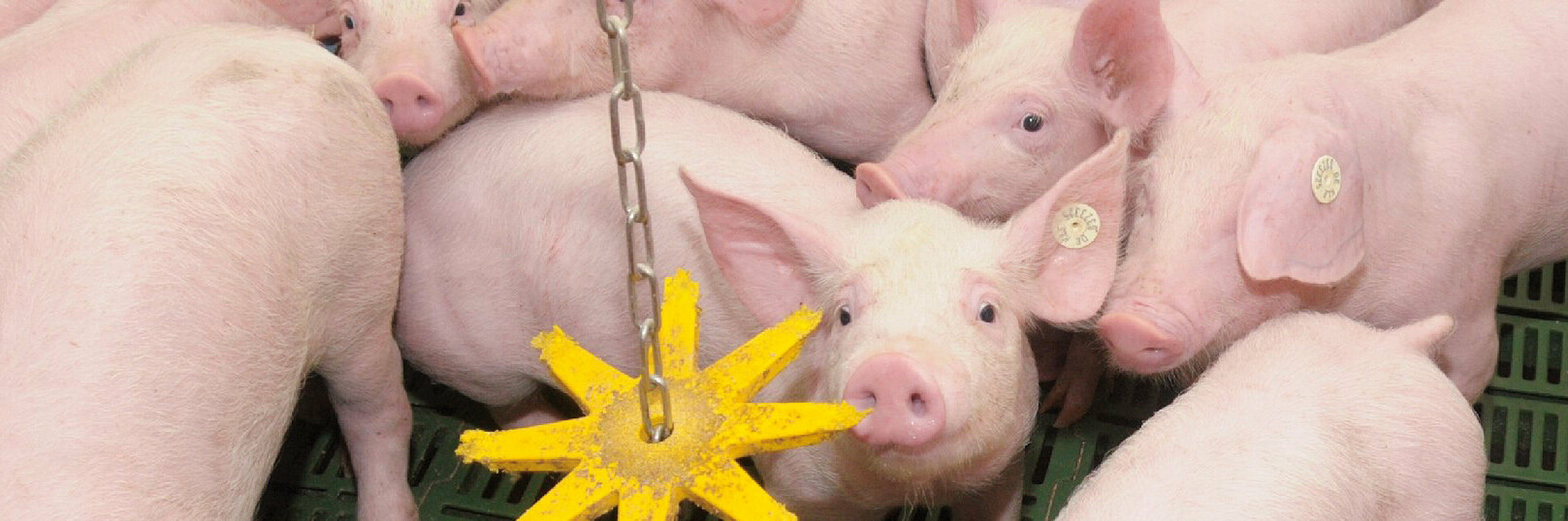 Tierwohl und die Rolle der Tiergesundheit | Bundesverband für ...