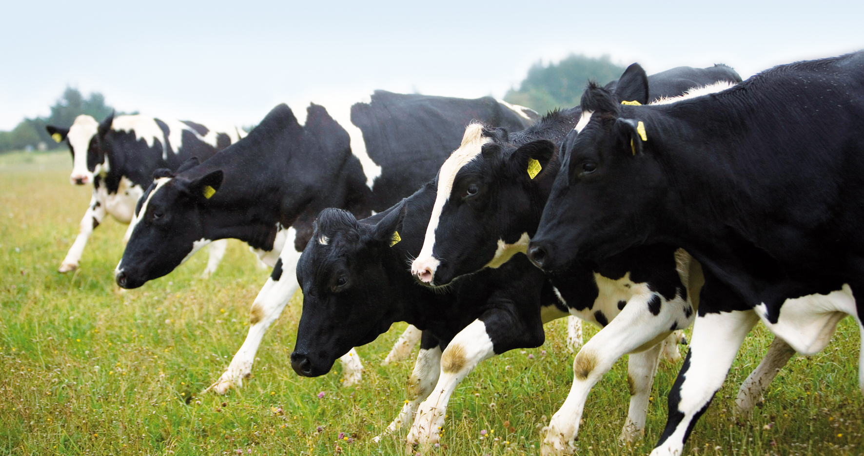 AfT-Herbstsymposium: Infektionskrankheiten beim Rind | Bundesverband ...